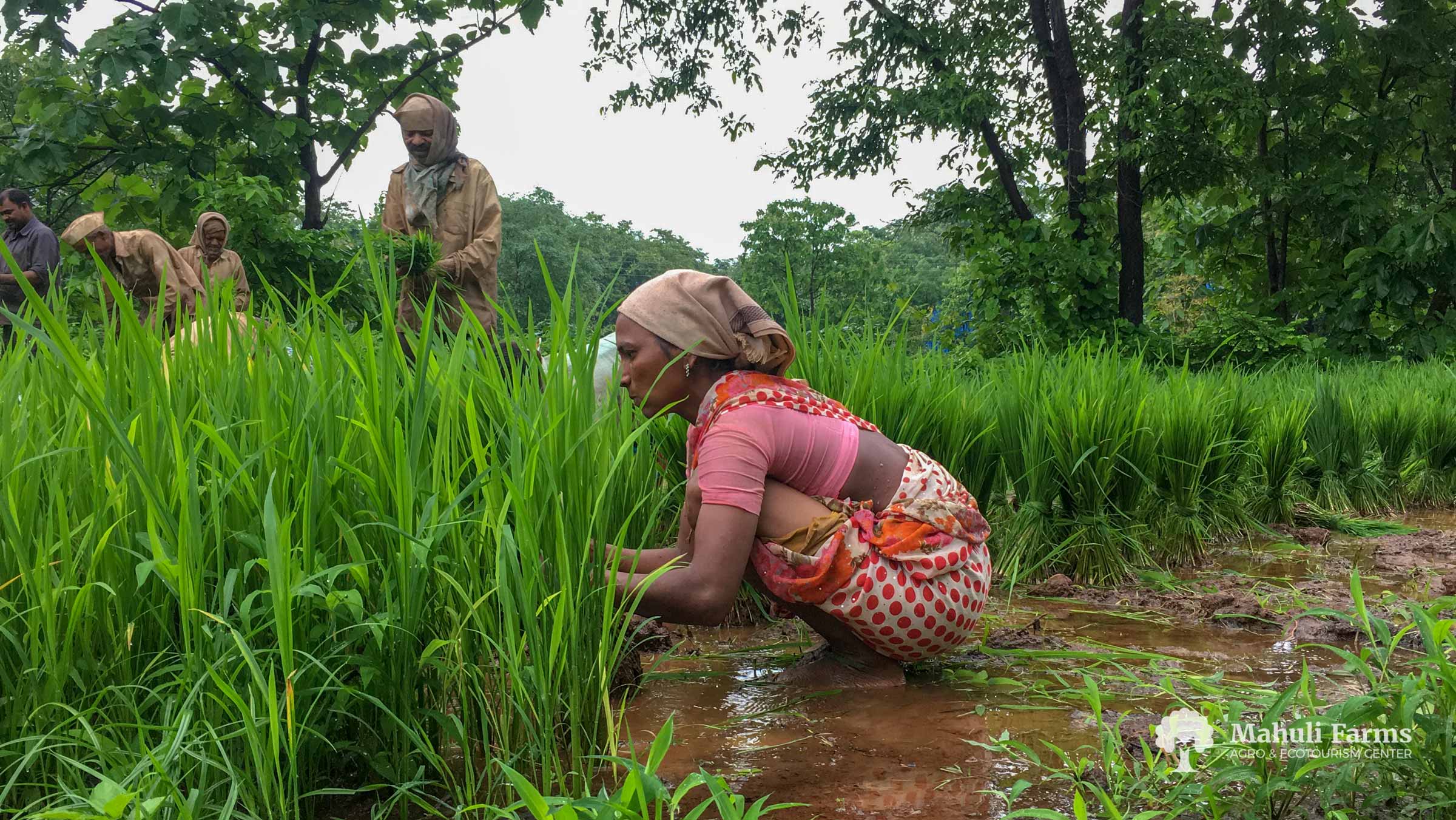 Gallery | Farm Resorts Around Mumbai | Agrotourism | Mahuli Farms